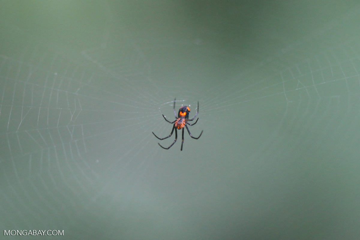 Spider [colombia_3125]