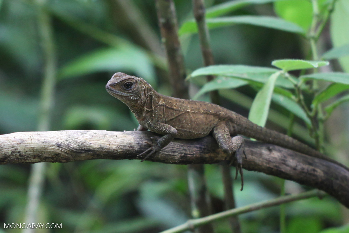 Lizard [colombia_3129]