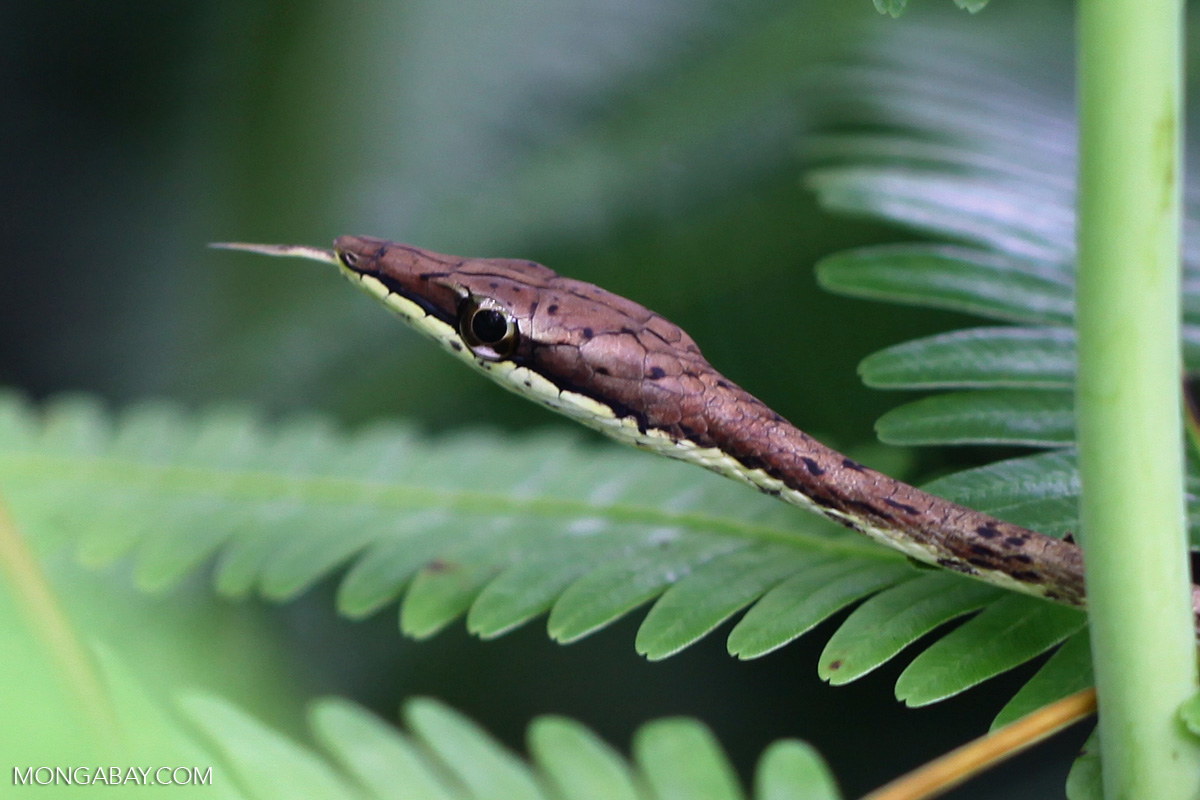 Brown Vine Snake (Oxybelis aeneus) [colombia_3147]