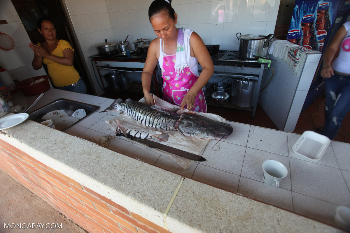 Woman cutting the head off a catfish [colombia_3177]