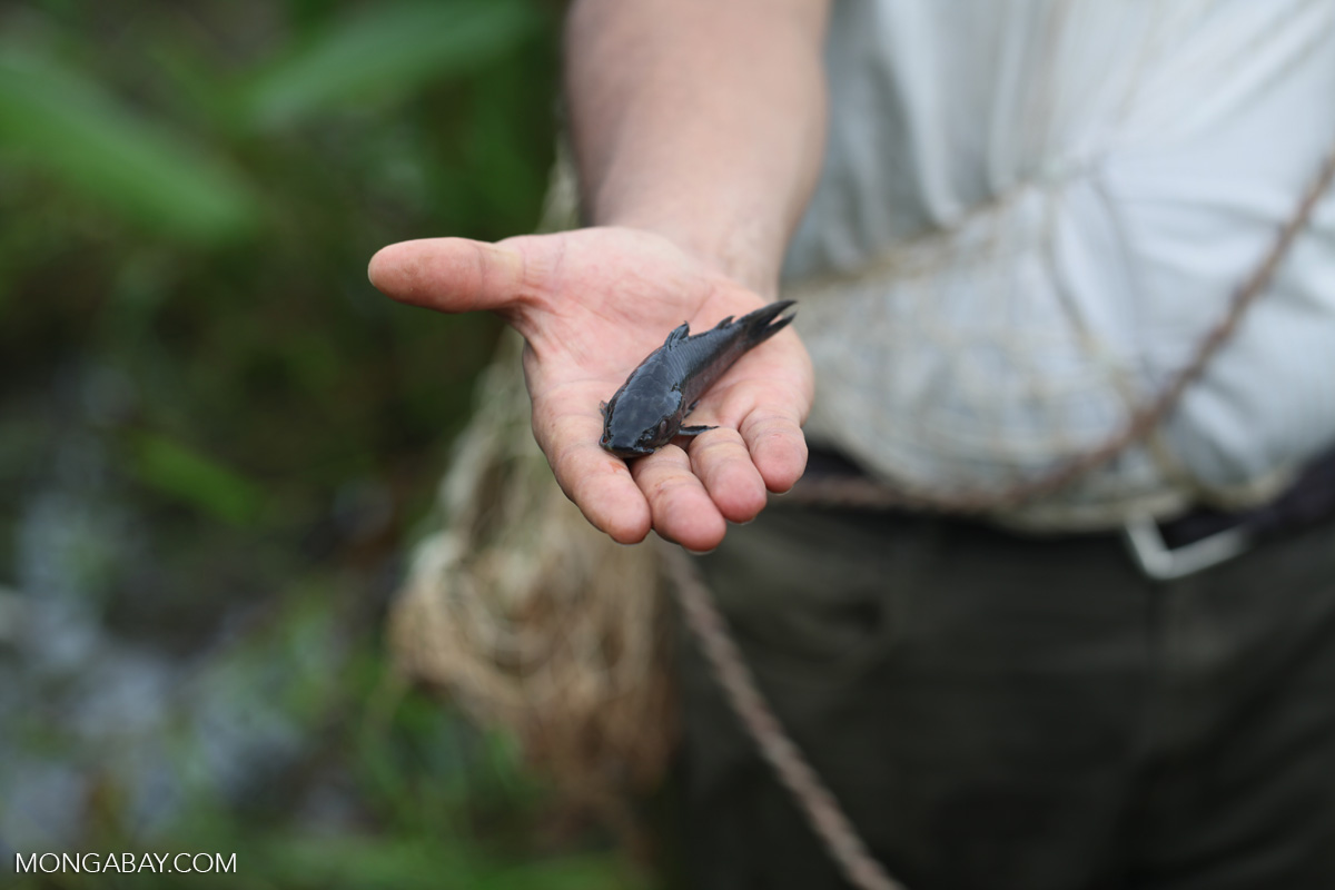 Dead catfish used as bait in Colombia