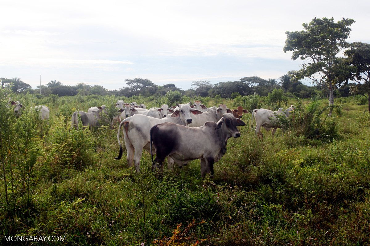 Cattle in eastern Colombia [colombia_3611]