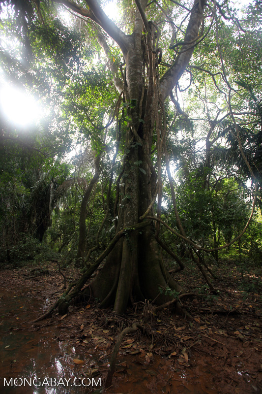 Strangler fig wrapped around the trunk of a tree