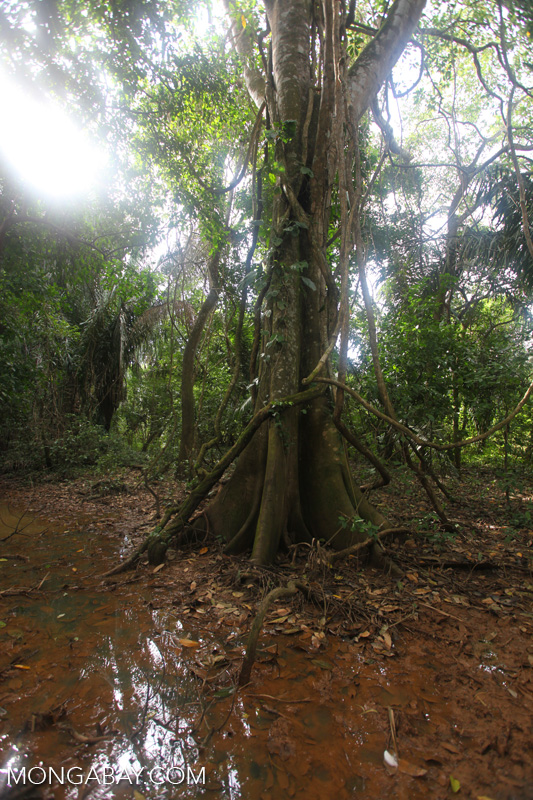 Strangler fig wrapped around the trunk of a tree [colombia_3694]