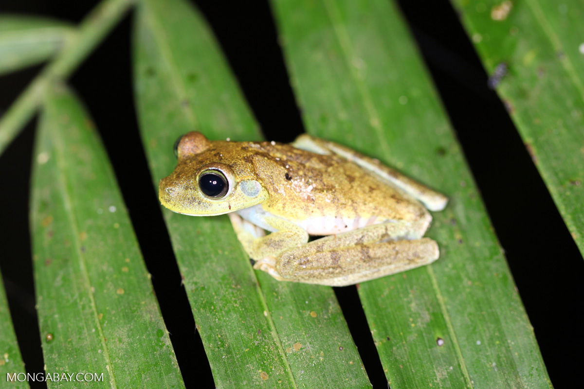 Scinax ruber frog (Laurenti, 1768)