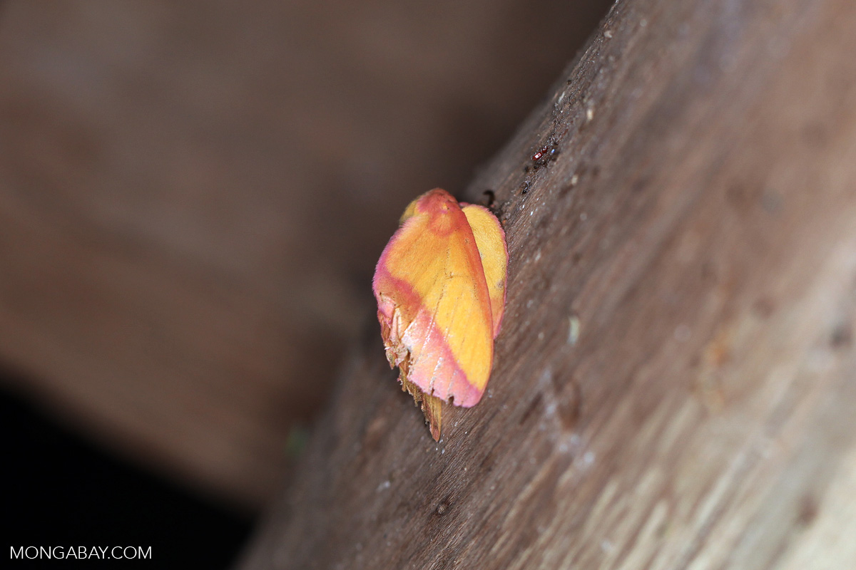 Orange-and-pink Moth [colombia_3732]