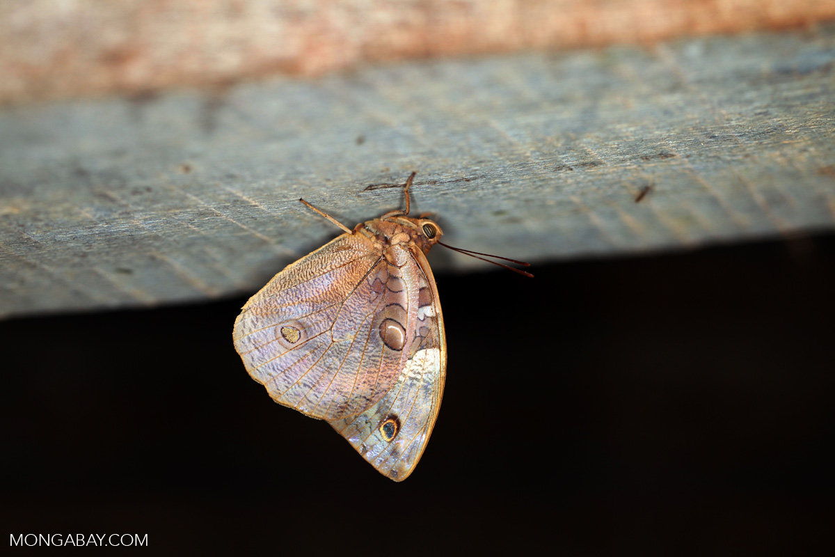 Butterfly [colombia_3733]