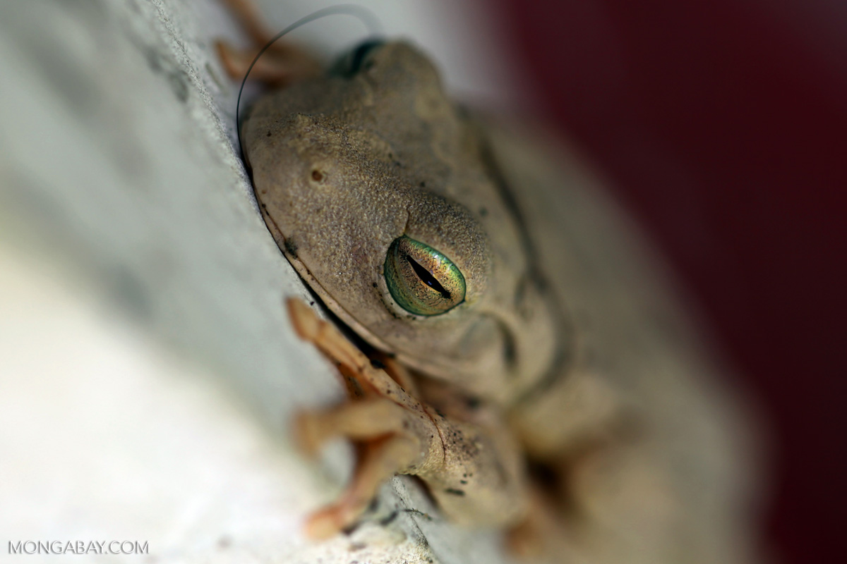 Hypsiboas tree frog [colombia_3760]