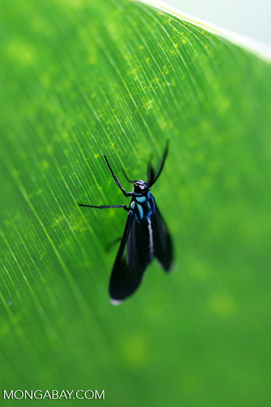 Black and turquoise moth [colombia_3791]