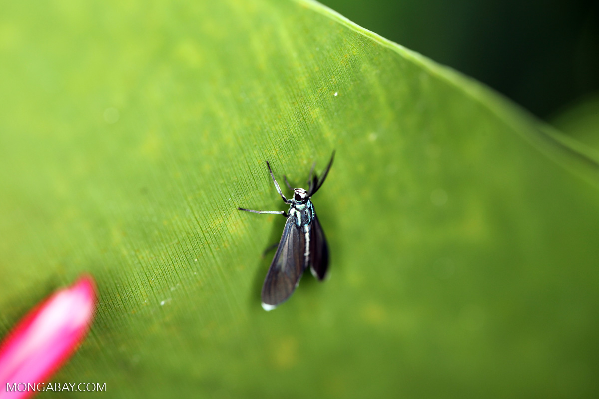 Black and turquoise moth [colombia_3793]