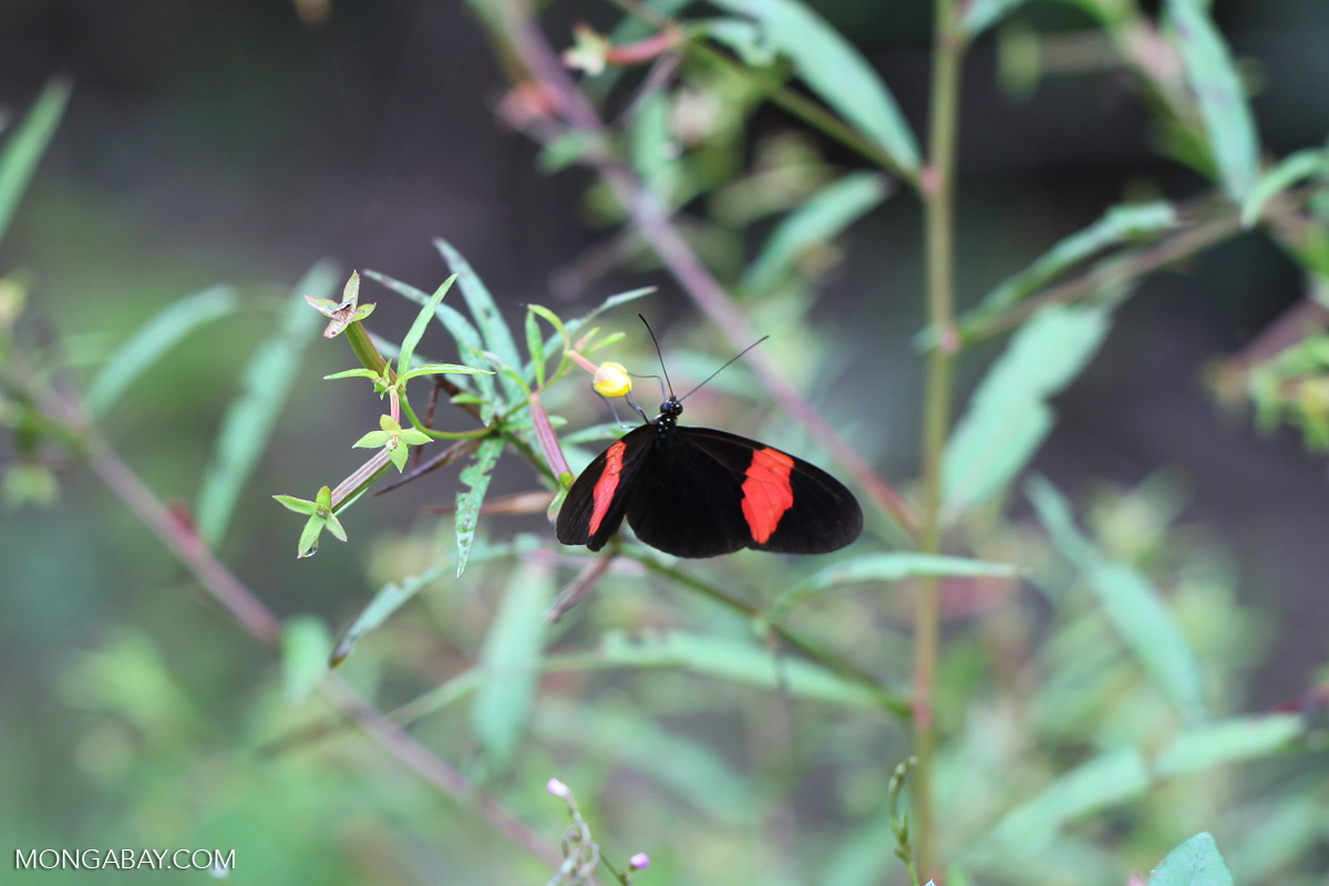 Butterfly [colombia_3876]