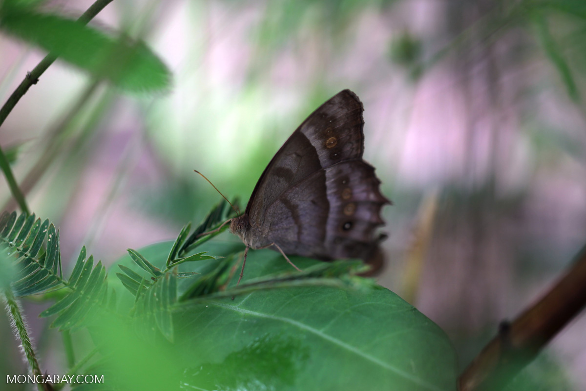 Butterfly [colombia_3894]