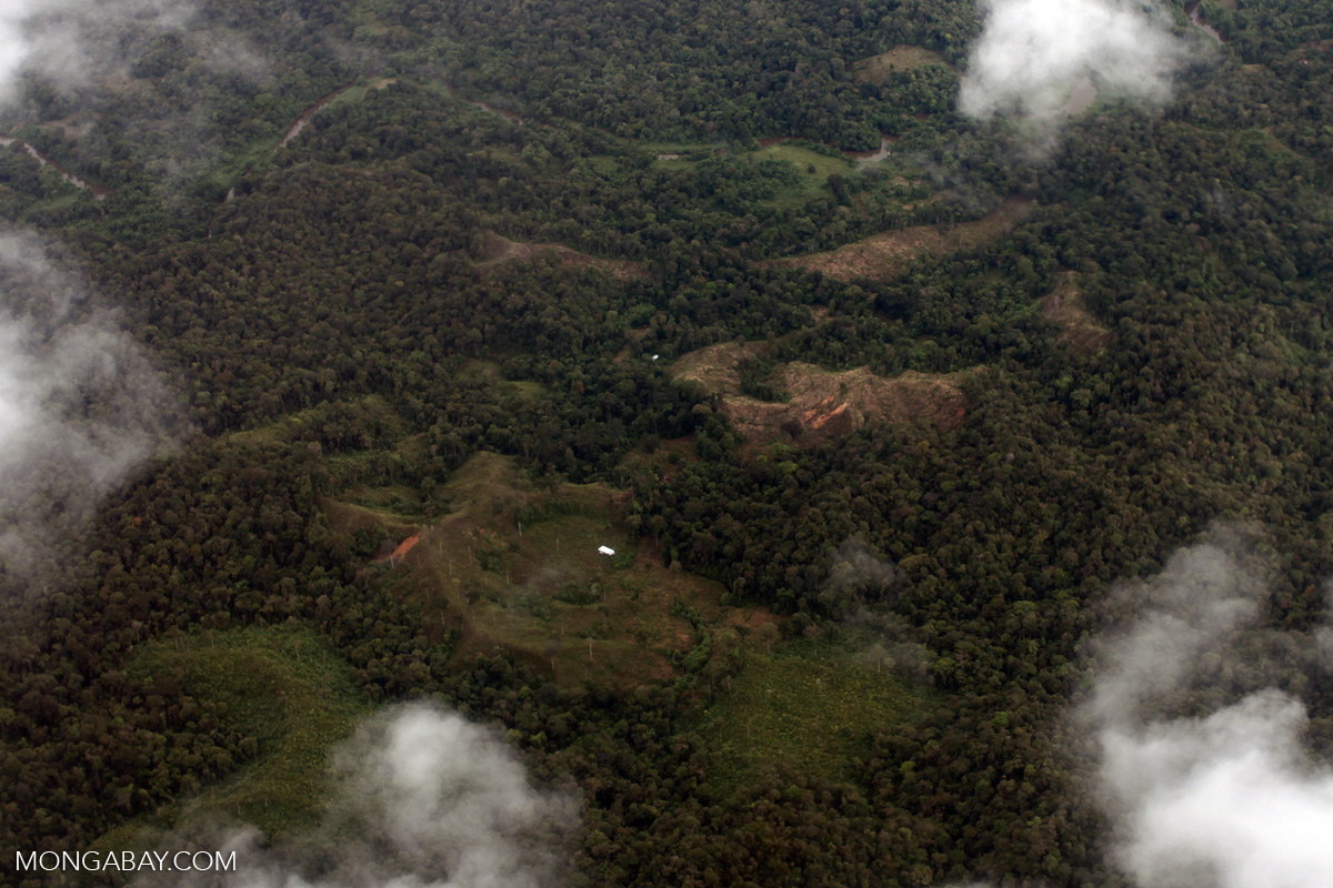 Rainforest Mongabay Choco Colombia