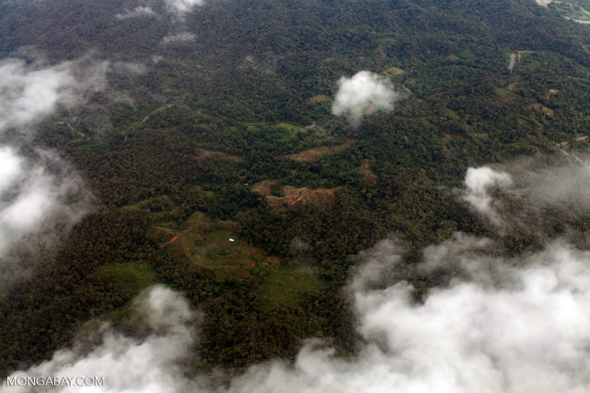 Rainforest Mongabay Choco Colombia