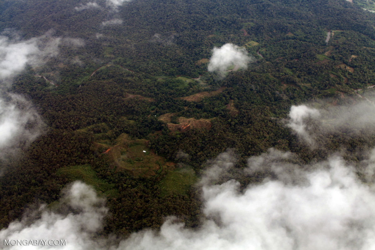 Rainforest Mongabay Choco Colombia