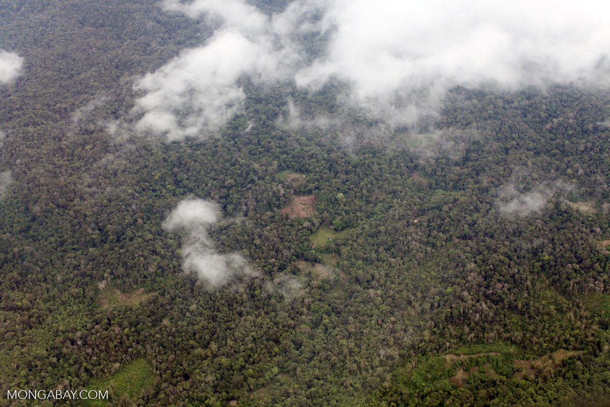 Rainforest Mongabay Choco Colombia