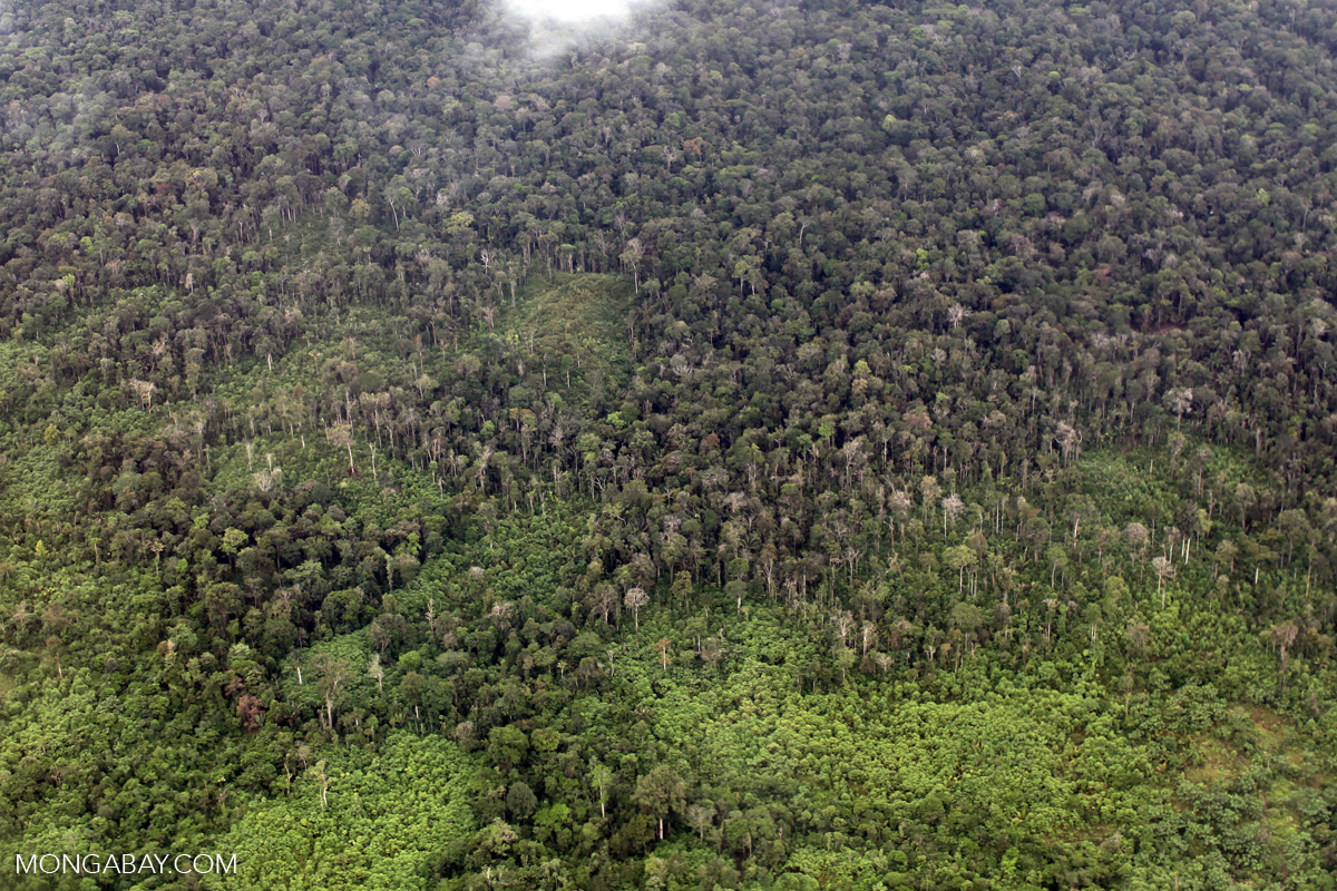 Rainforest Mongabay Choco Colombia