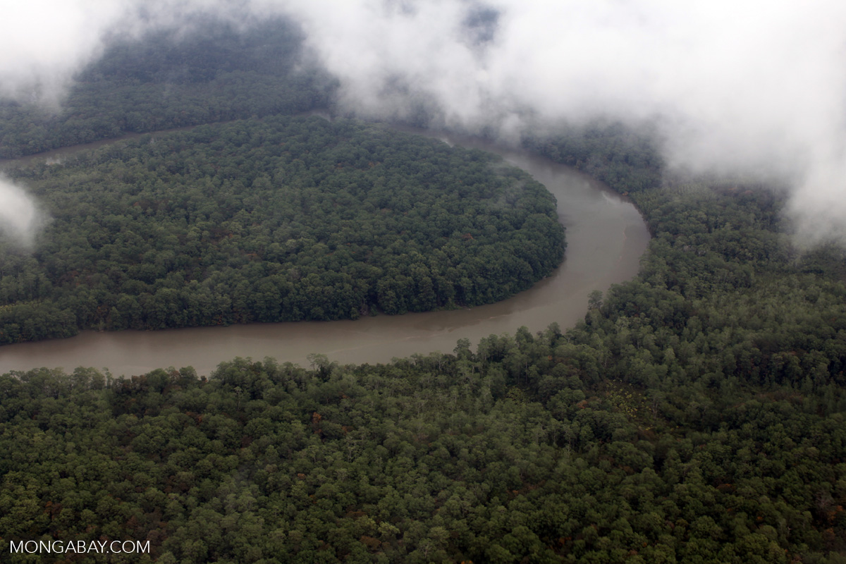 Swamp forest in Western Colombia [colombia_3988]