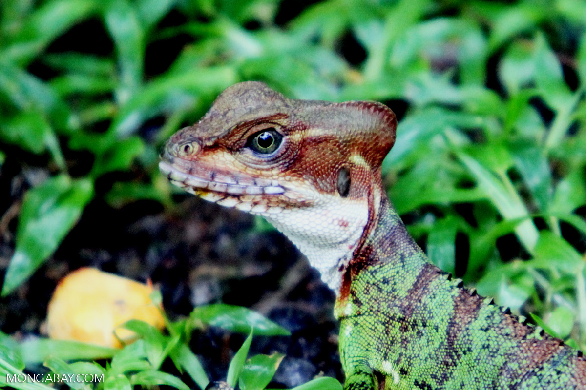 Red-headed basilisk [colombia_4053]
