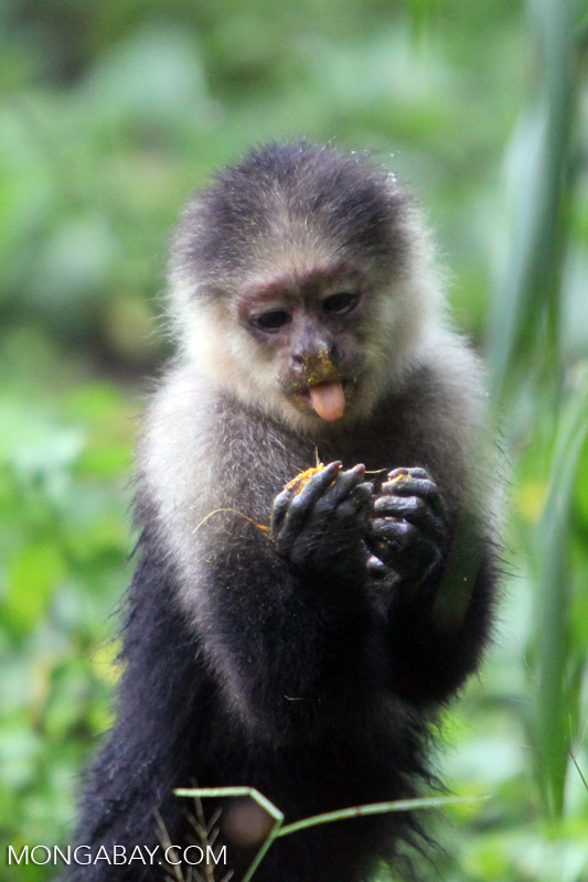 White-headed capuchin monkey [colombia_4078]