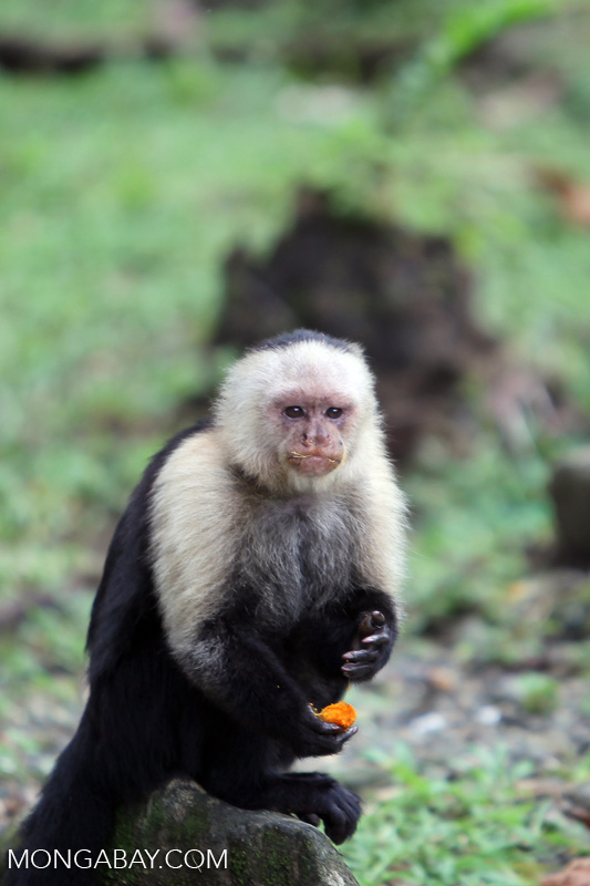 White-headed capuchin monkey eating fruit