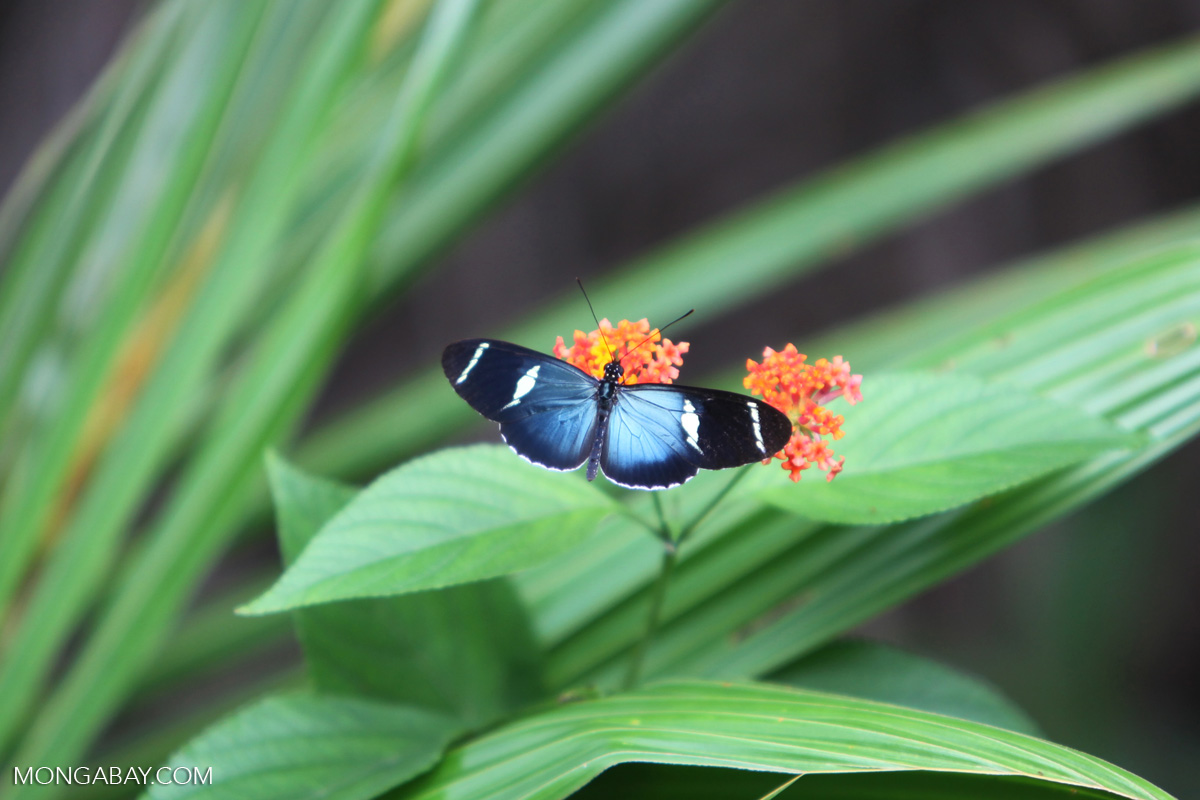 Blue Postman butterfly (Heliconius sp) [colombia_4362]
