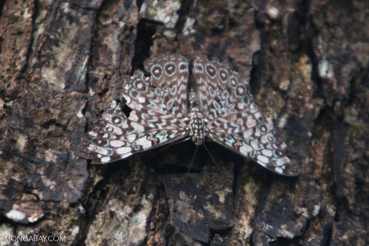 Butterfly [colombia_4688]