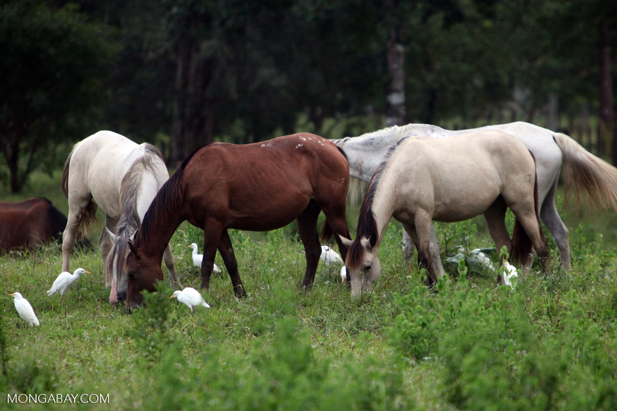 Horses on a Colombian ranch