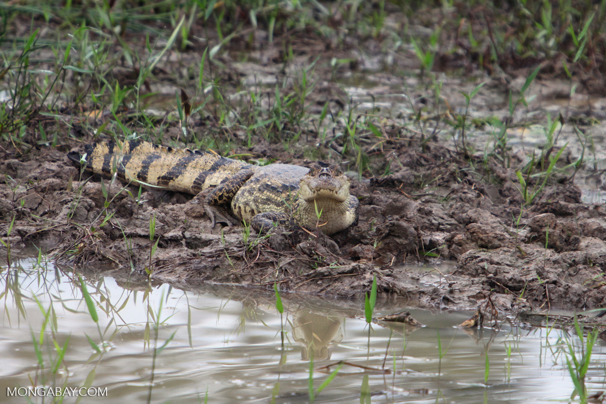 Caiman [colombia_4746]