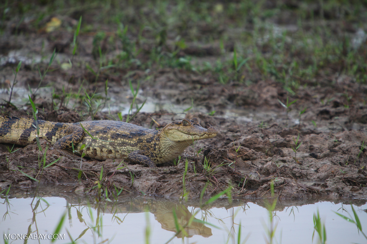 Caiman [colombia_4757]