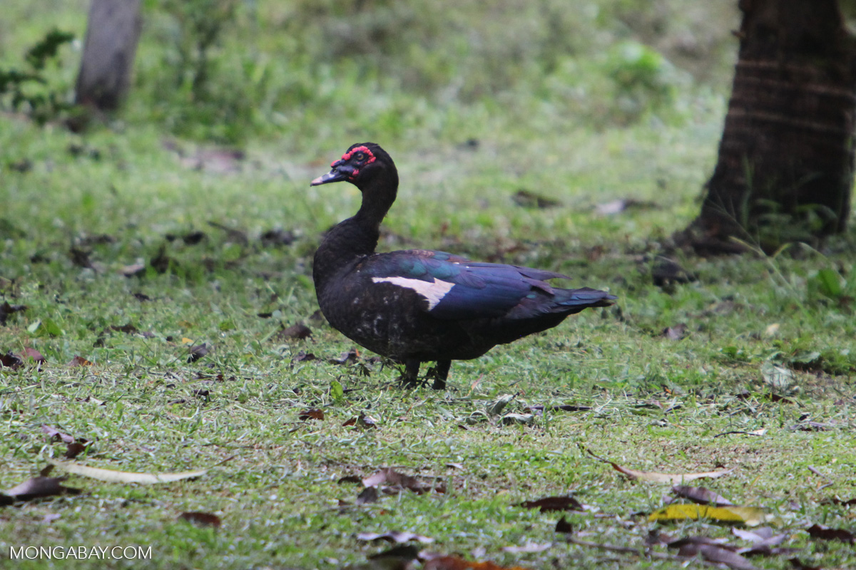 Muscovy duck [colombia_4789]