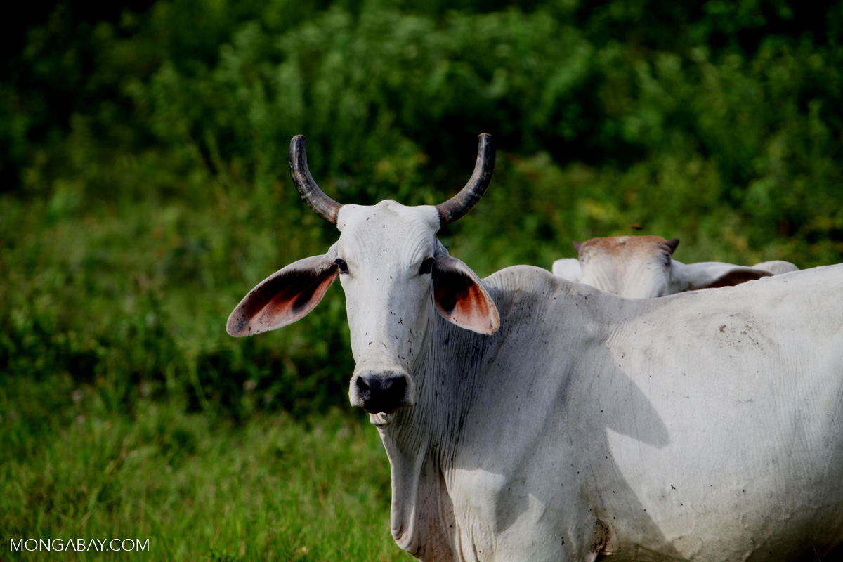 Cattle in Colombia's llanos [colombia_4901]