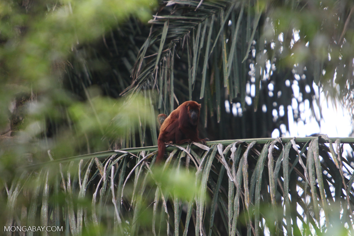 Red howler monkey [colombia_5109]