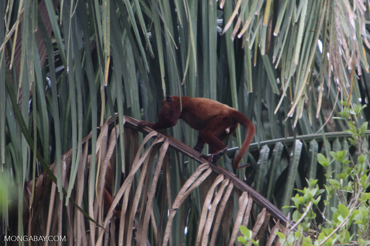 Red howler monkey [colombia_5175]