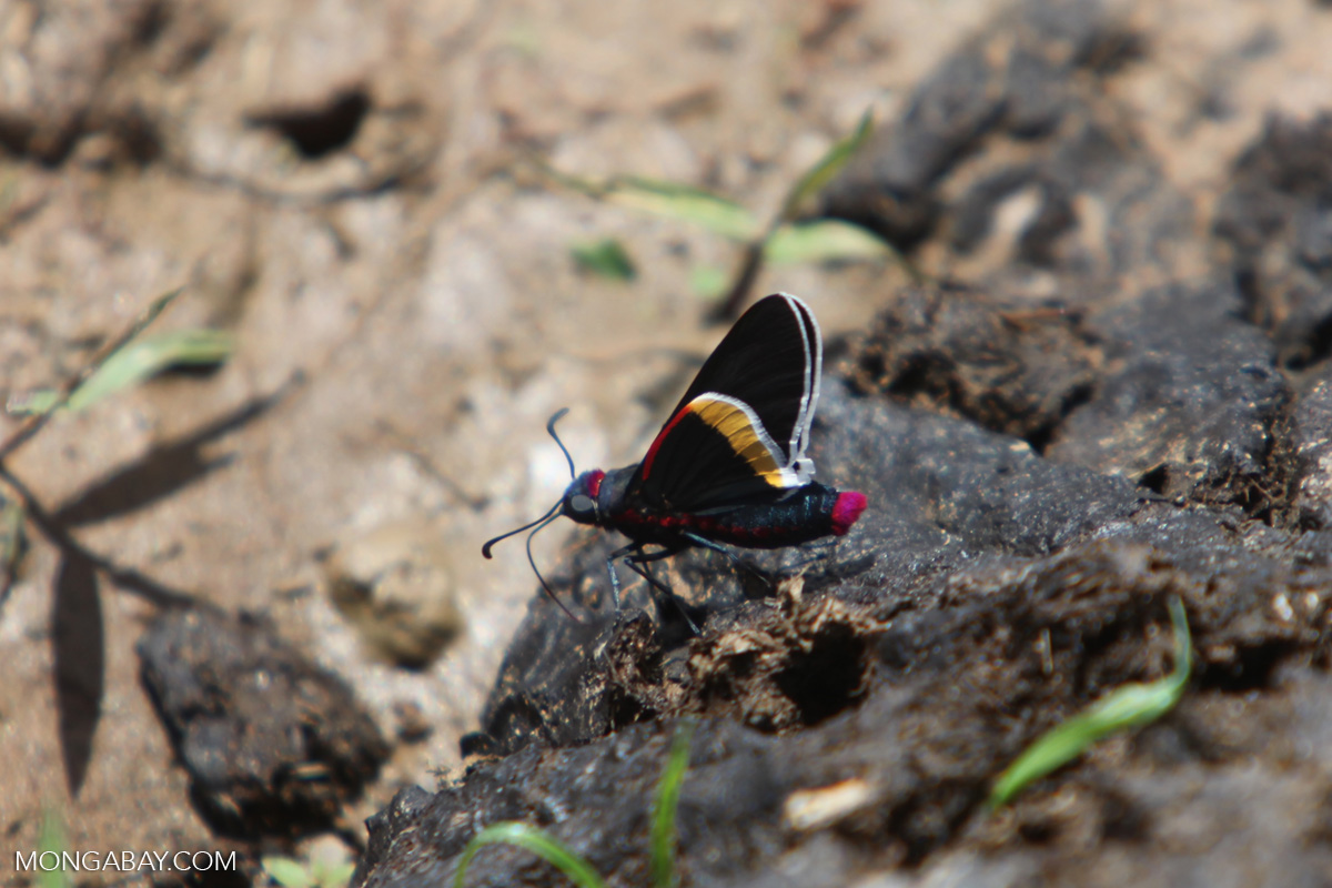 Butterfly [colombia_5197]