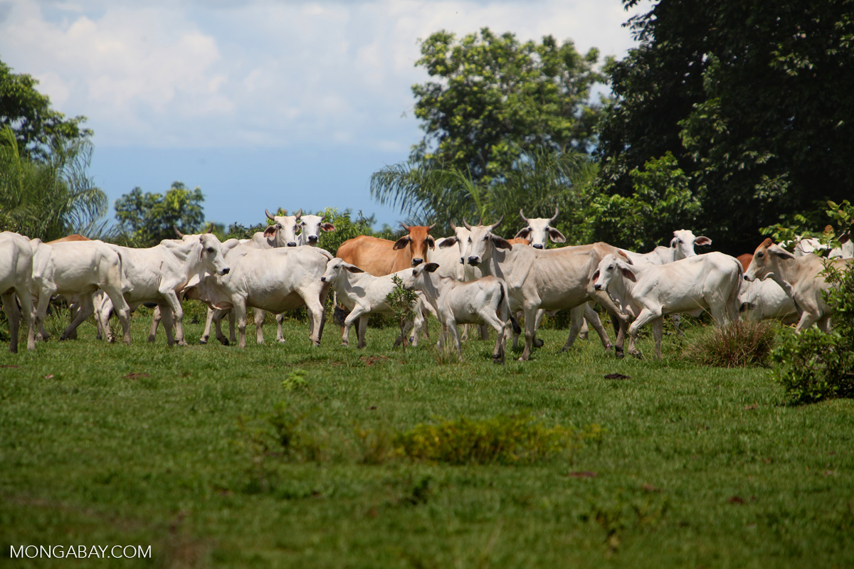 Cattle [colombia_5214]