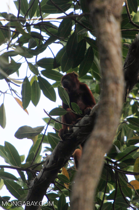 Red howler monkey [colombia_5229]