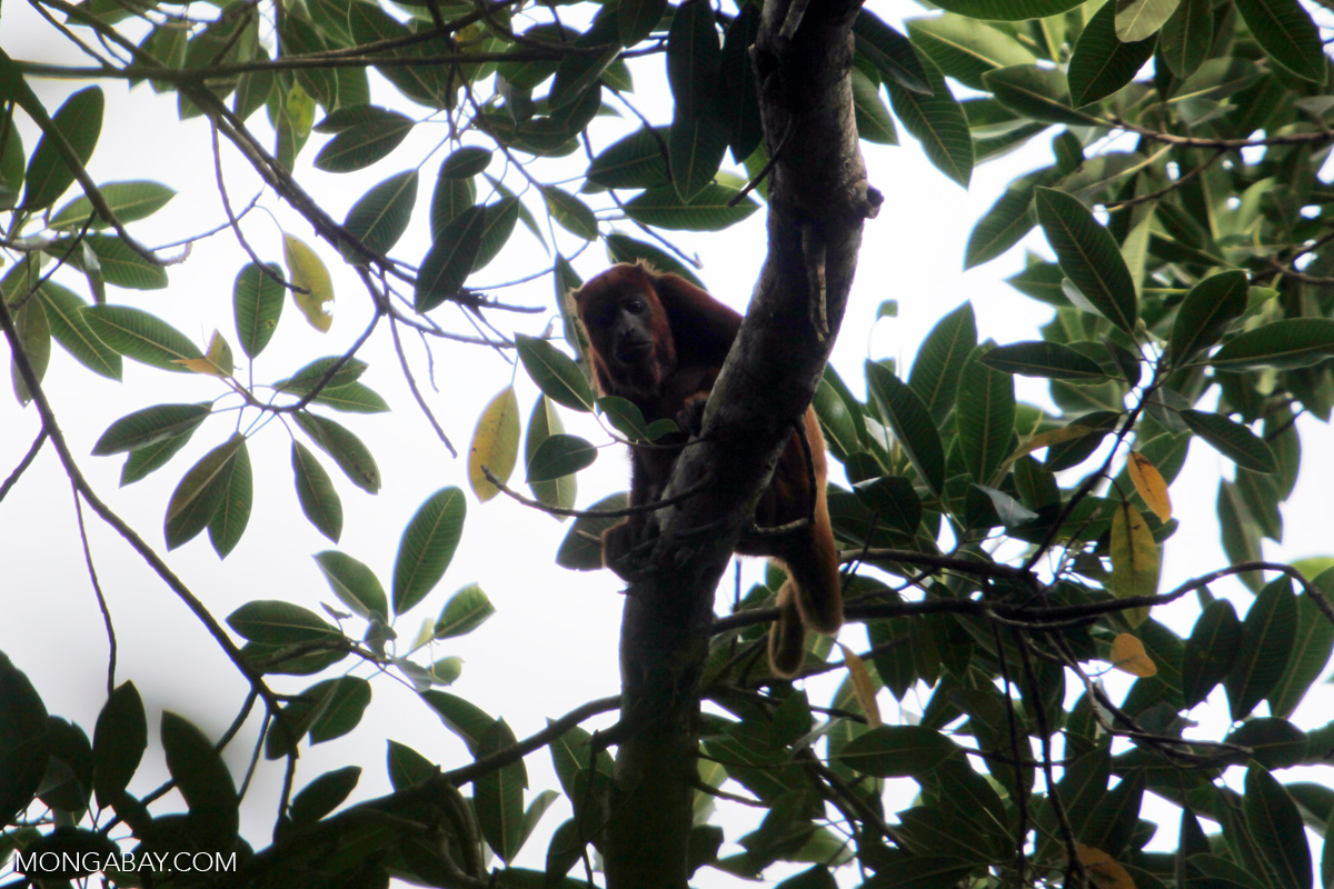Red howler monkey [colombia_5261]