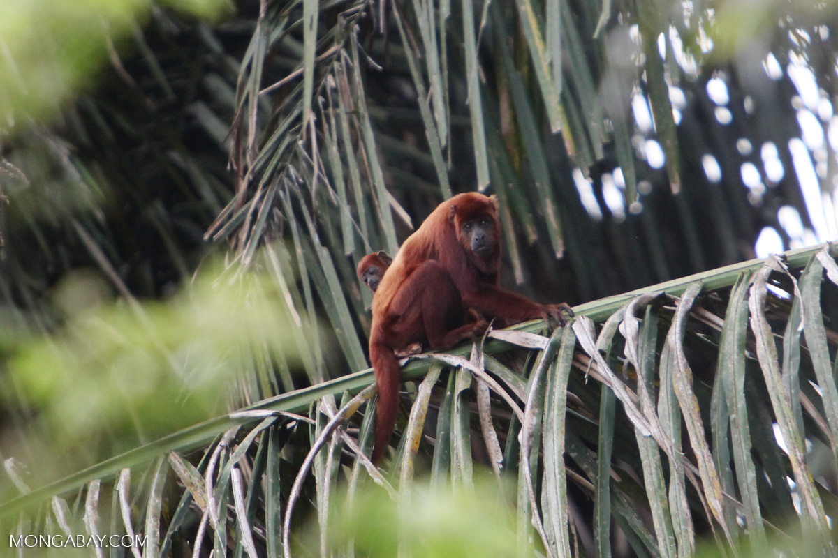 Red howler monkey [colombia_5269]