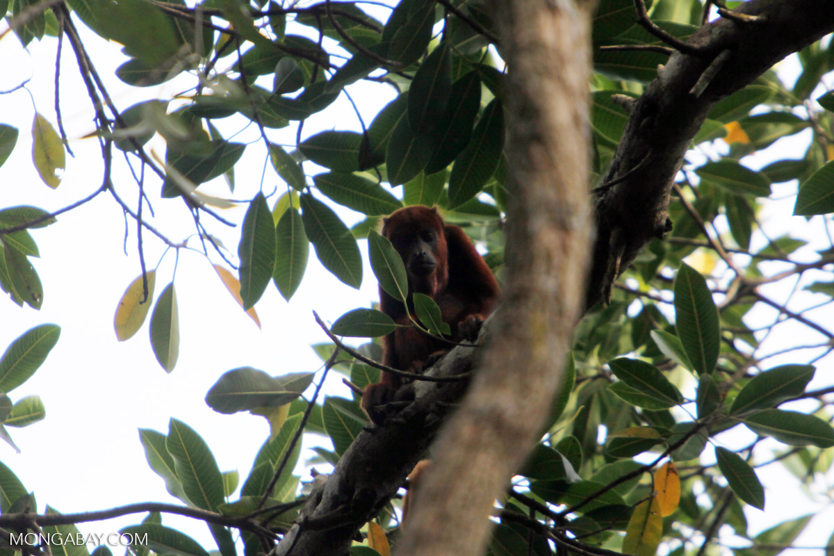 Red howler monkey [colombia_5365]