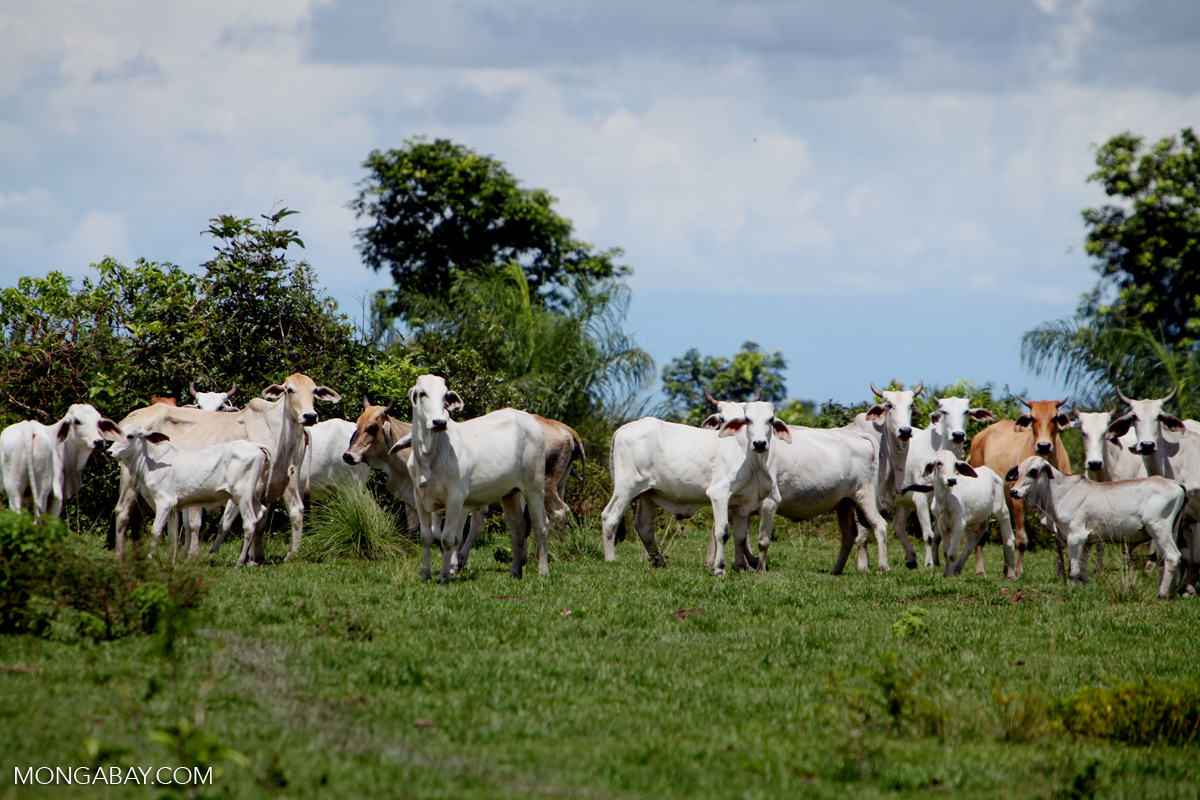 Cattle [colombia_5421]