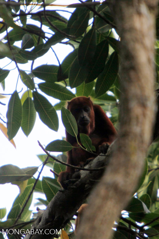 Red howler monkey [colombia_5481]