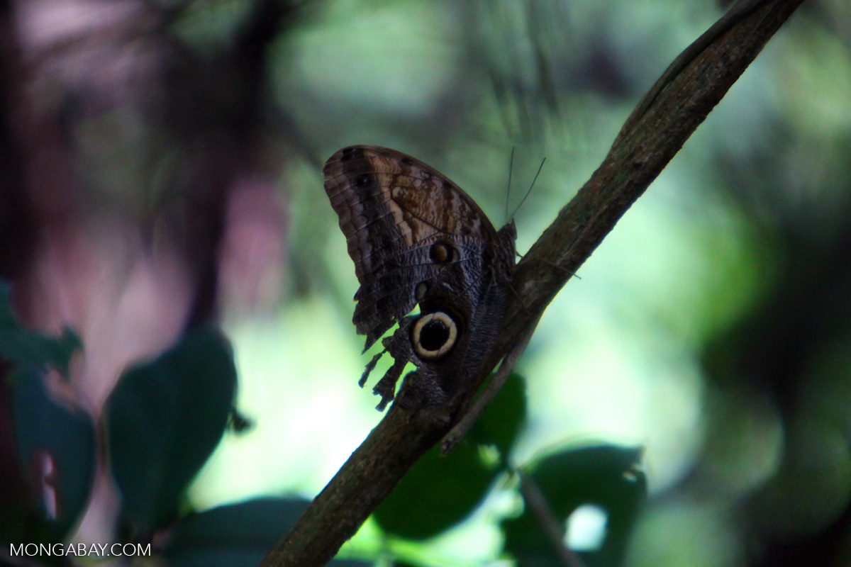 Butterfly [colombia_5498]