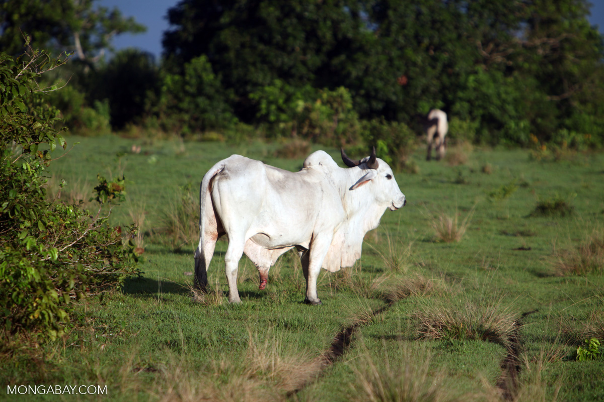 Cattle [colombia_5682]