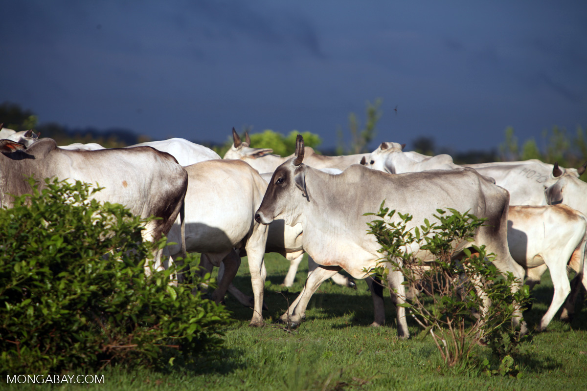 Cattle [colombia_5794]