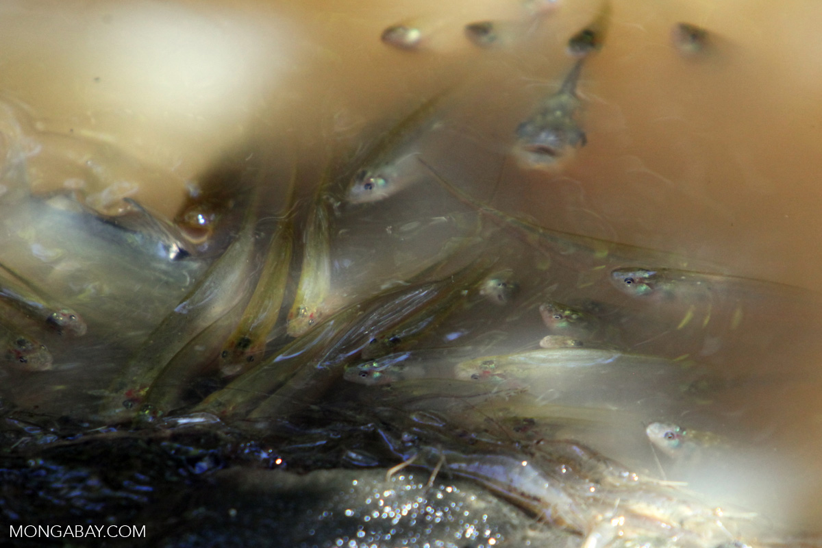 Fish gasping for air at the surface of a pond in the Amazon [colombia_6226]