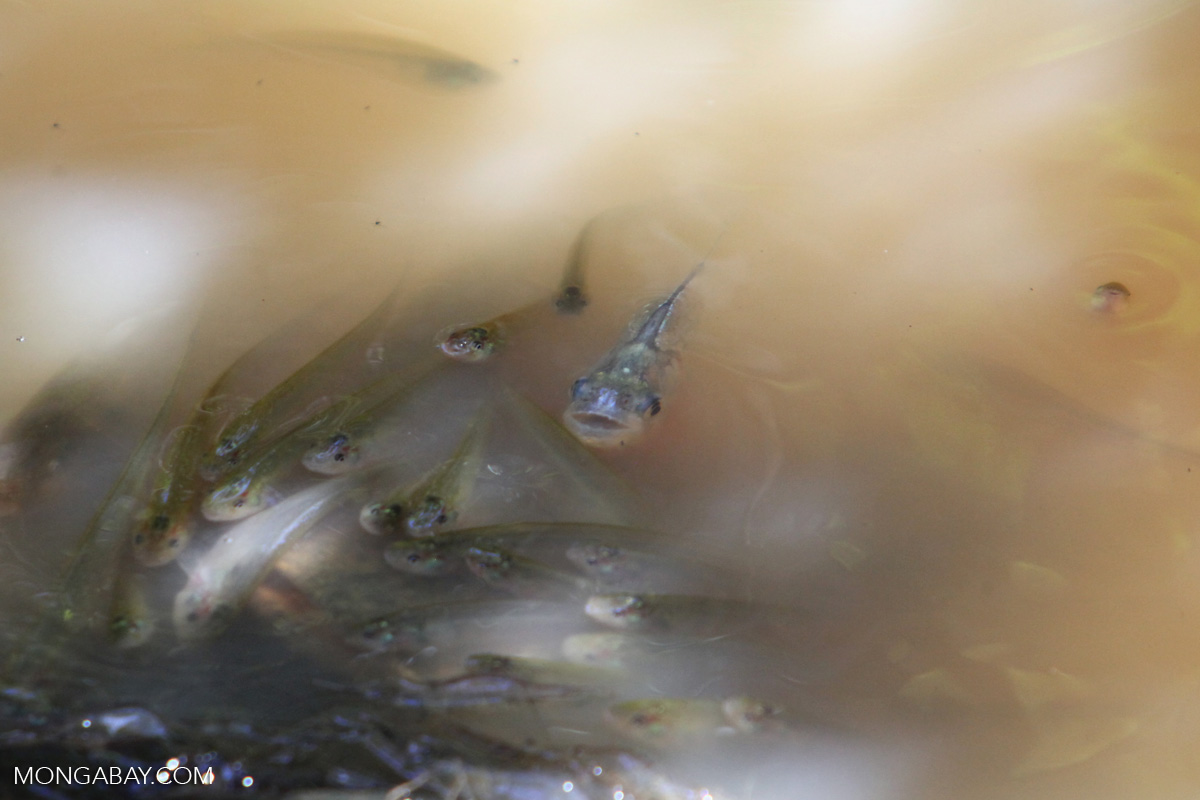 Fish gasping for air at the surface of a pond in the Amazon [colombia_6228]