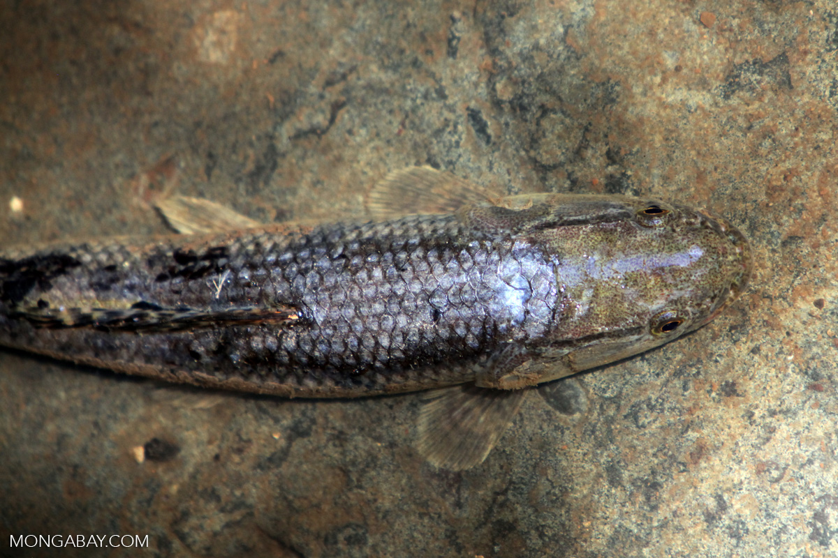 Fish [colombia_6232]