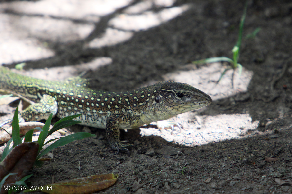 Lizard [colombia_6276]