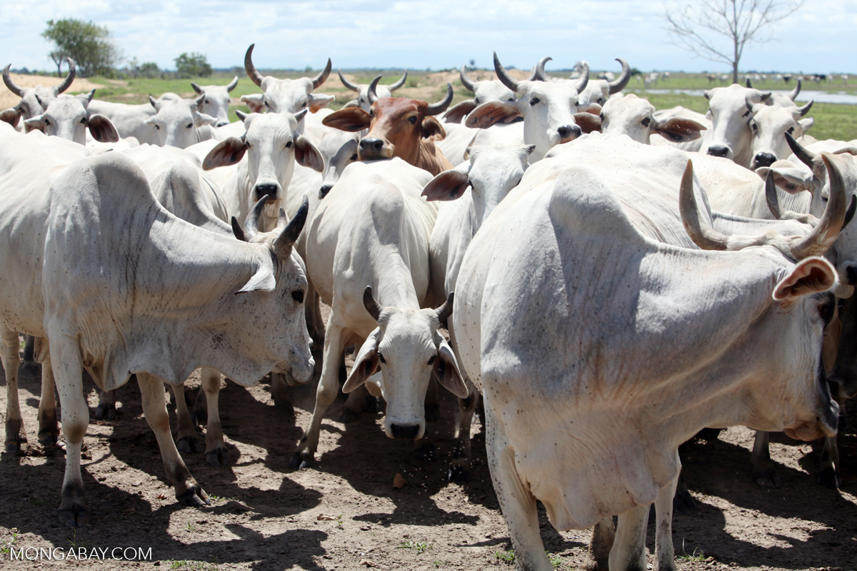 Cattle in Colombia [colombia_6312]